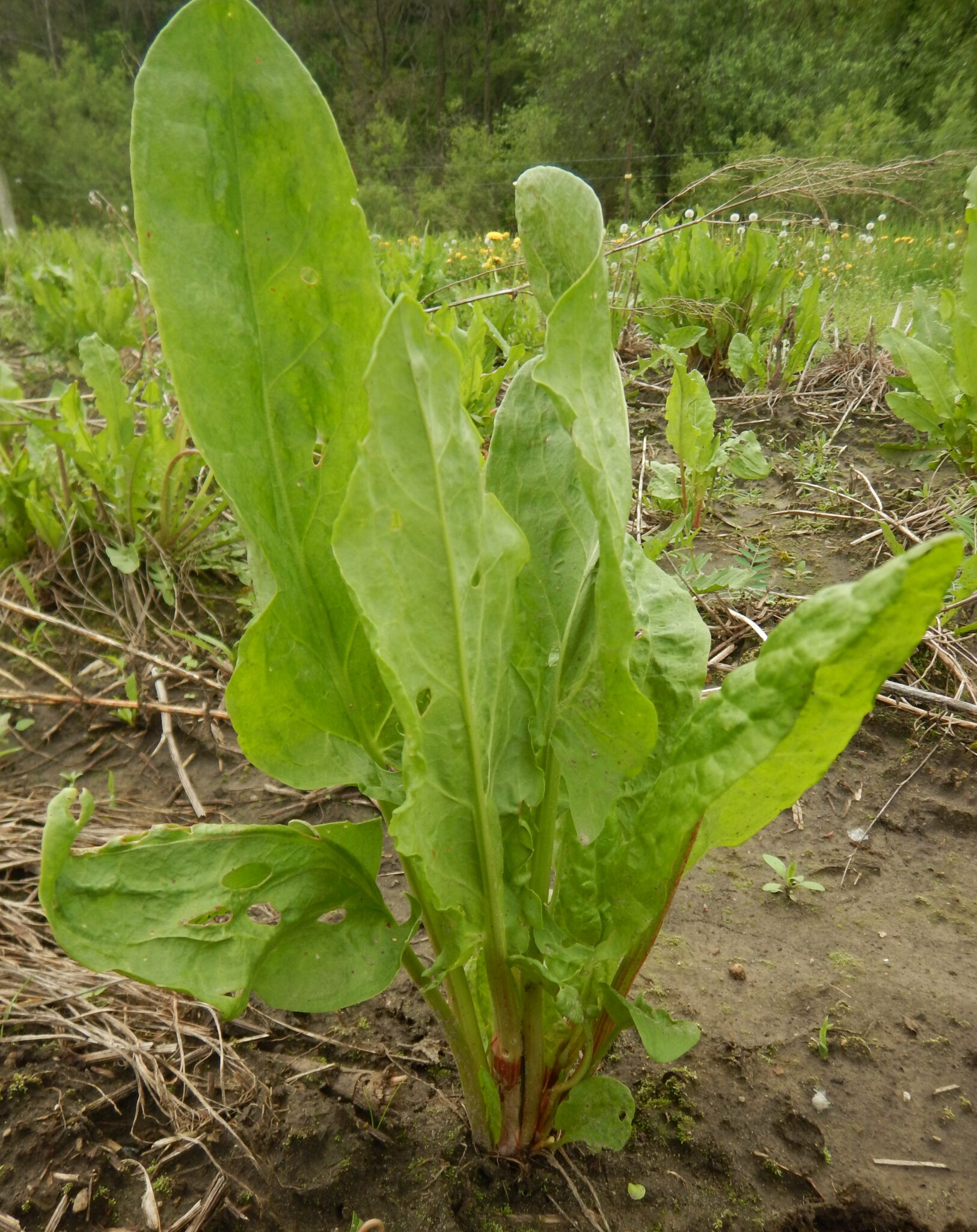 Sorrel – Harmony Valley Farm