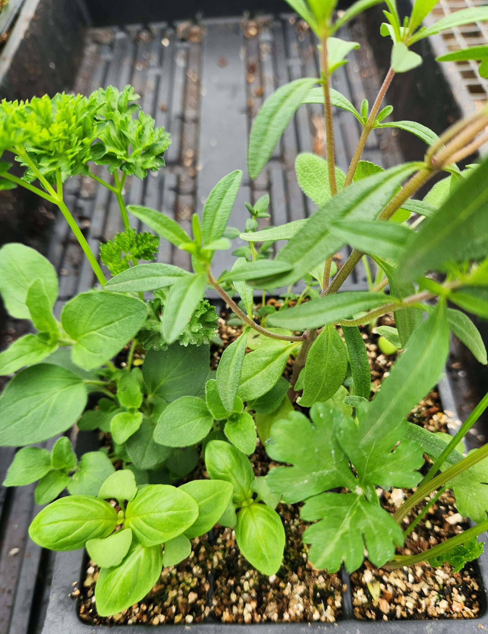 2025 Herb Pack Information – Harmony Valley Farm